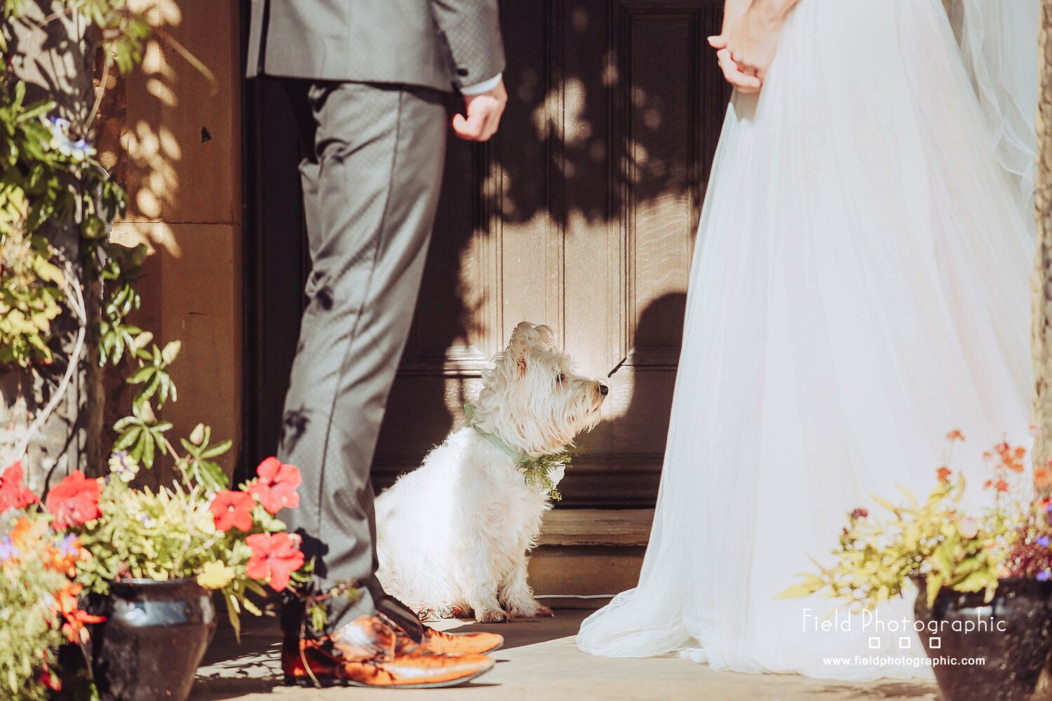 Animals at Weddings! - Bespoke Weddings